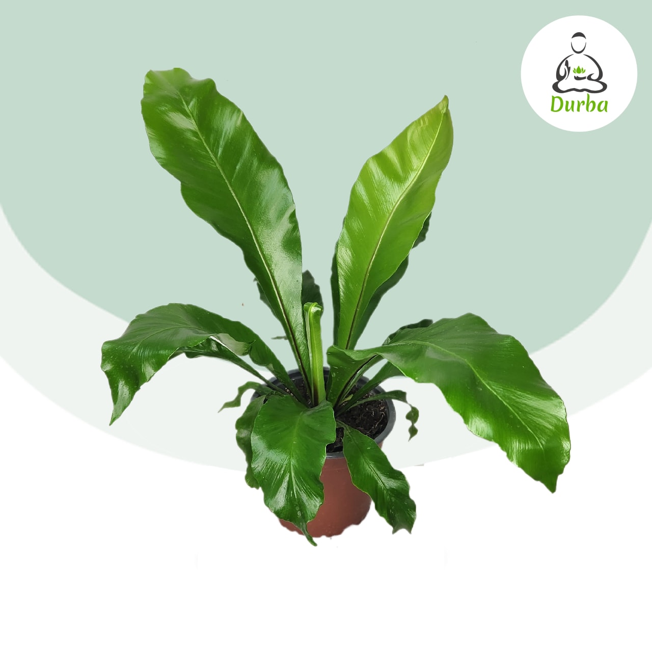 Asplenium | Durba Tienda de Jardinería