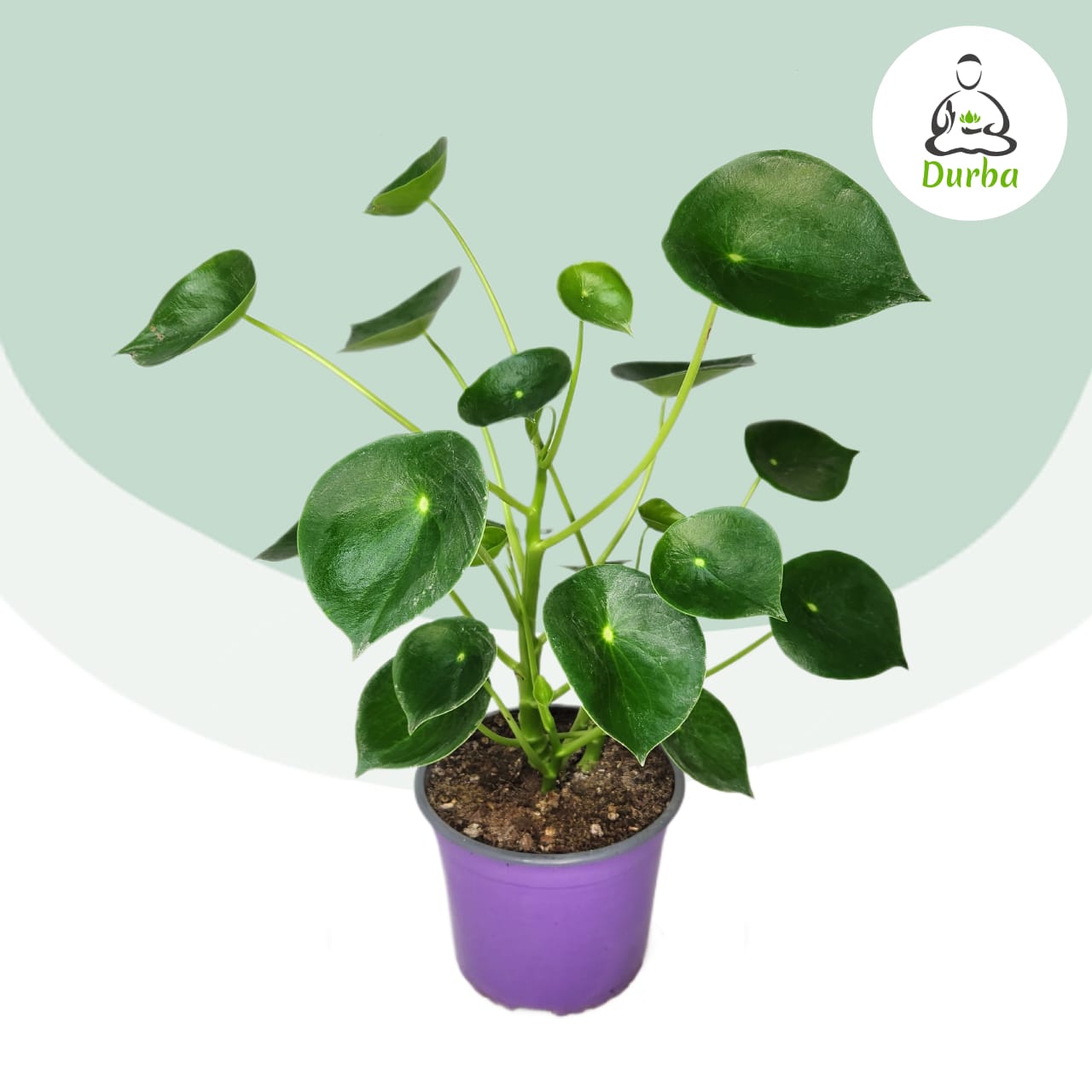 Peperomia Cucharita | Durba Tienda de Jardinería