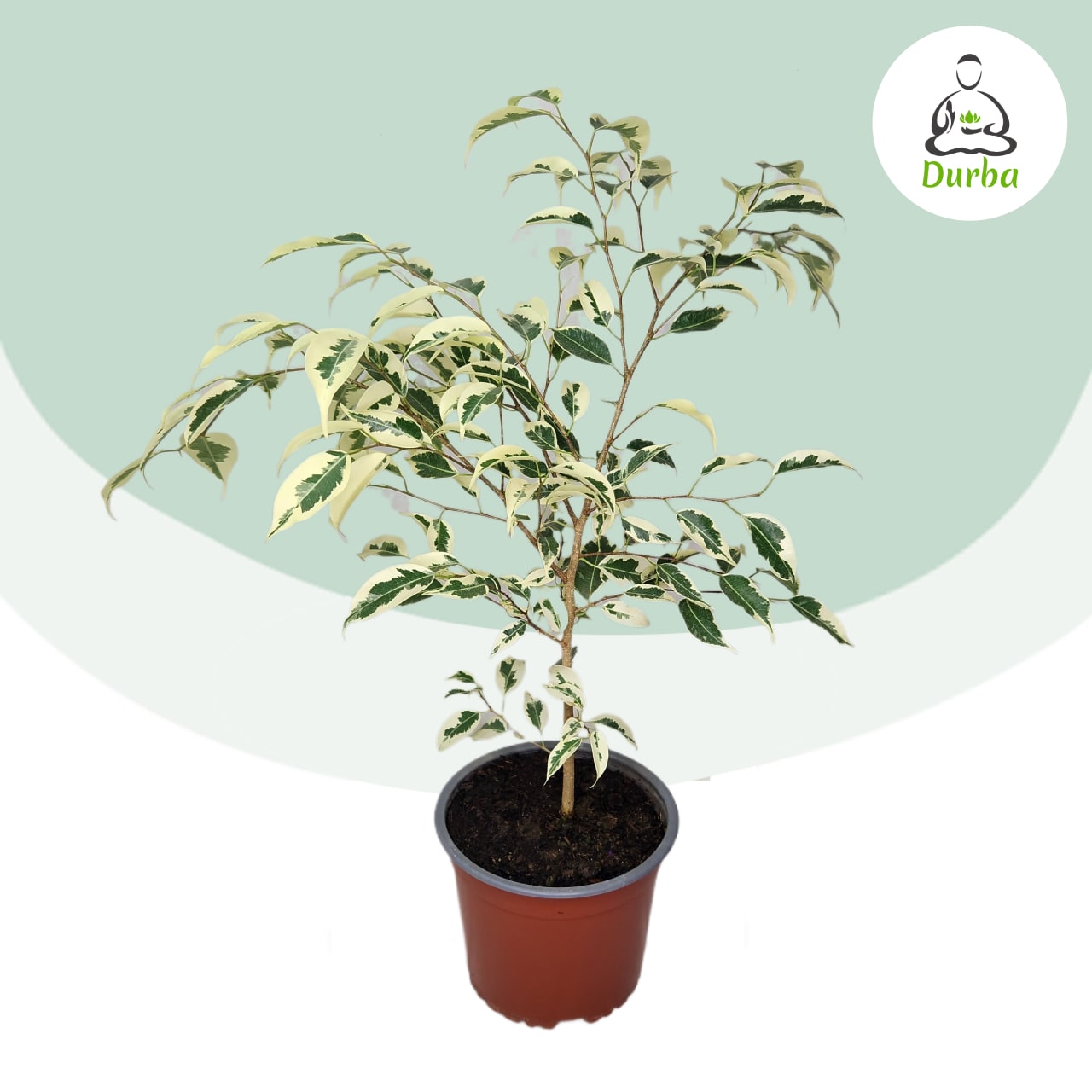 Ficus Benjamina Variegado Crema | Durba Tienda de Jardinería