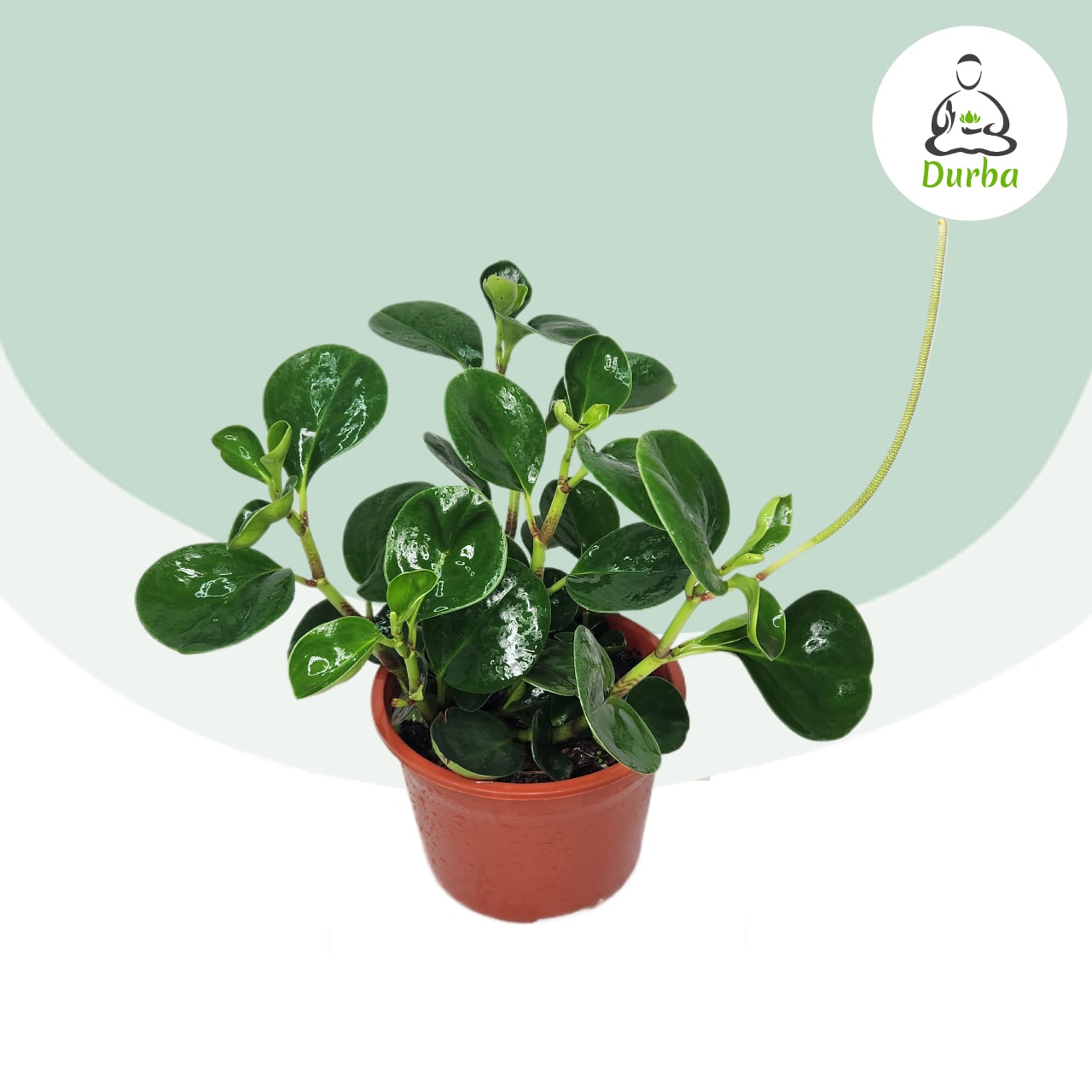 Peperomia Verde | Durba Tienda de Jardinería