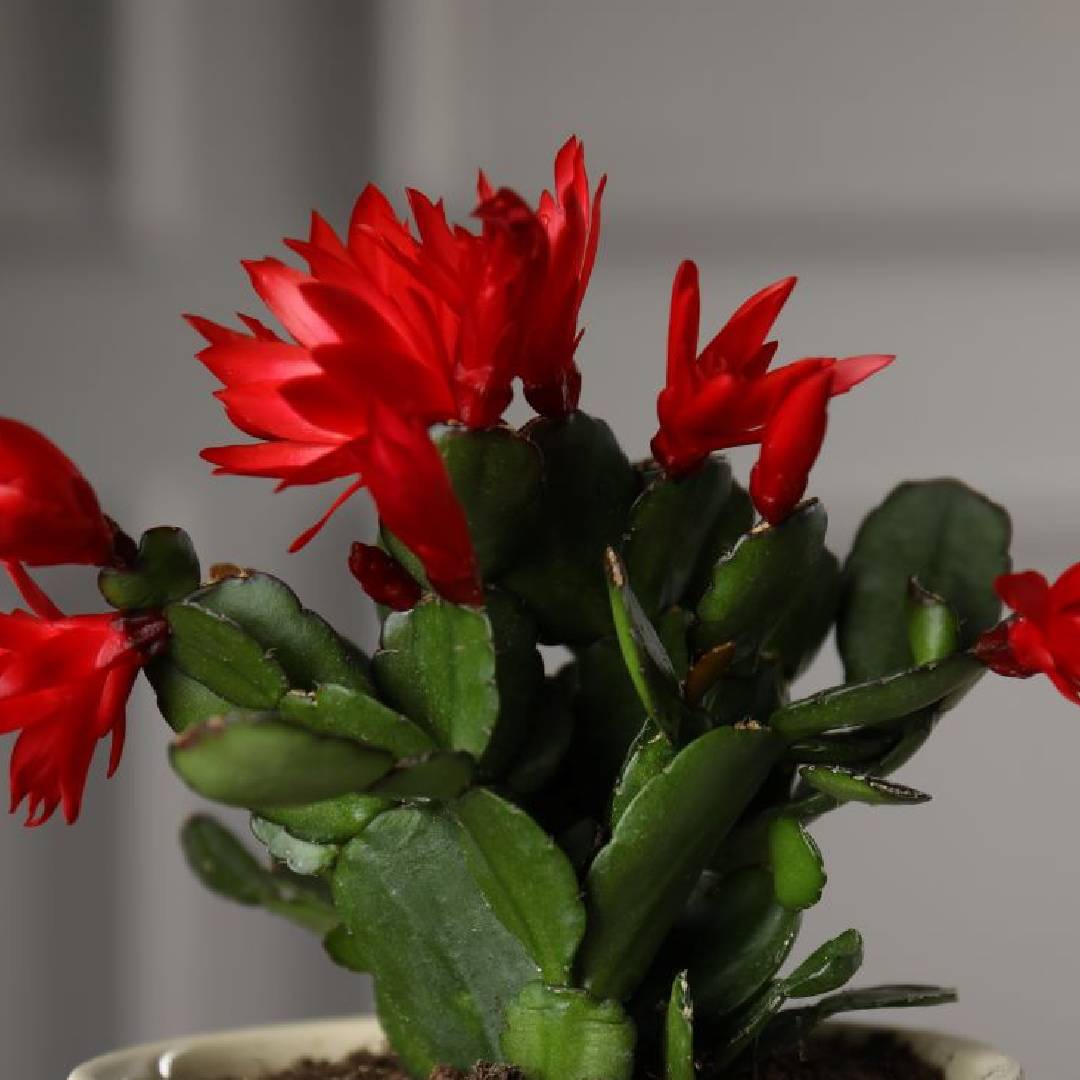 Cactus Pata de Jaiva | Durba Tienda de Jardinería