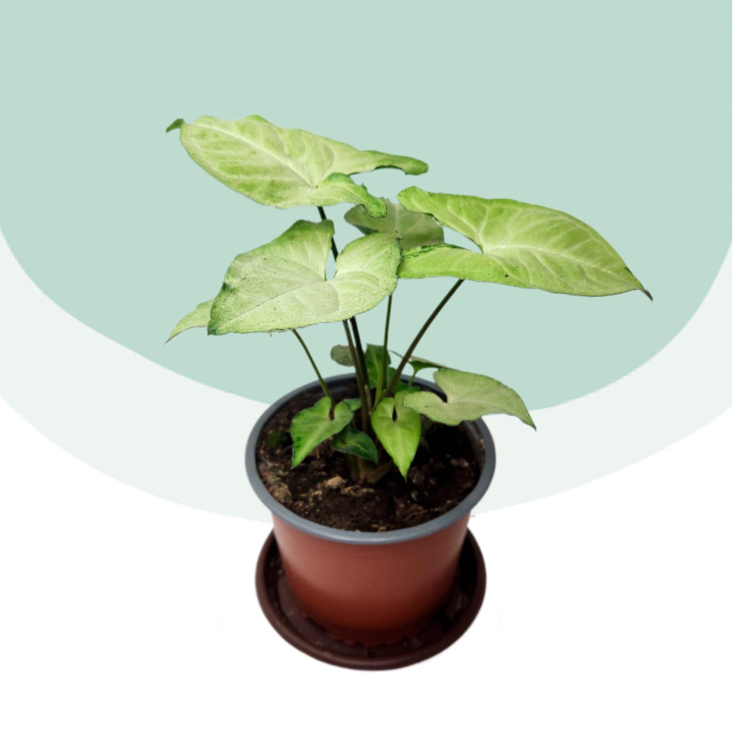 Syngonium Plateado | Durba Tienda de Jardinería