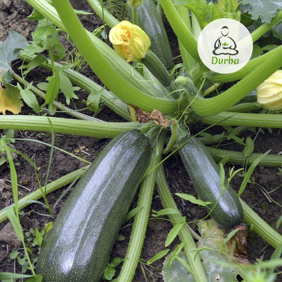 Zapallo Italiano | Durba Tienda de Jardinería