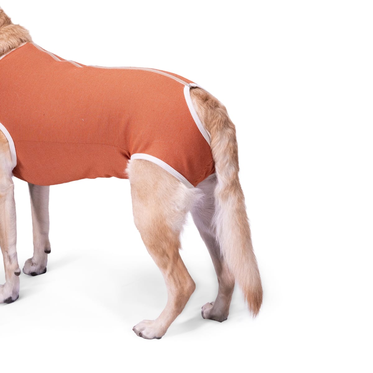 BODY COBRE CASTRACION PERRO MACHO T2 PESO 3.5 A 4.5KG | Clínica ...