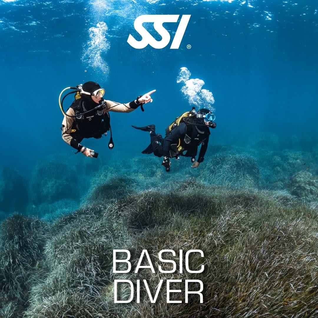 Basic Diver | sbdivers.com