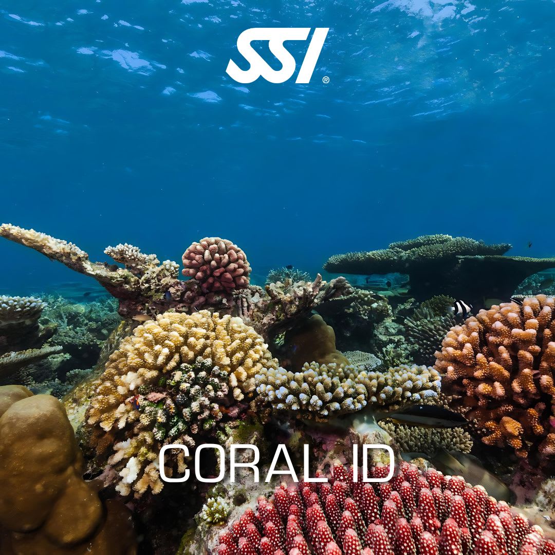 Coral Identification | sbdivers.com