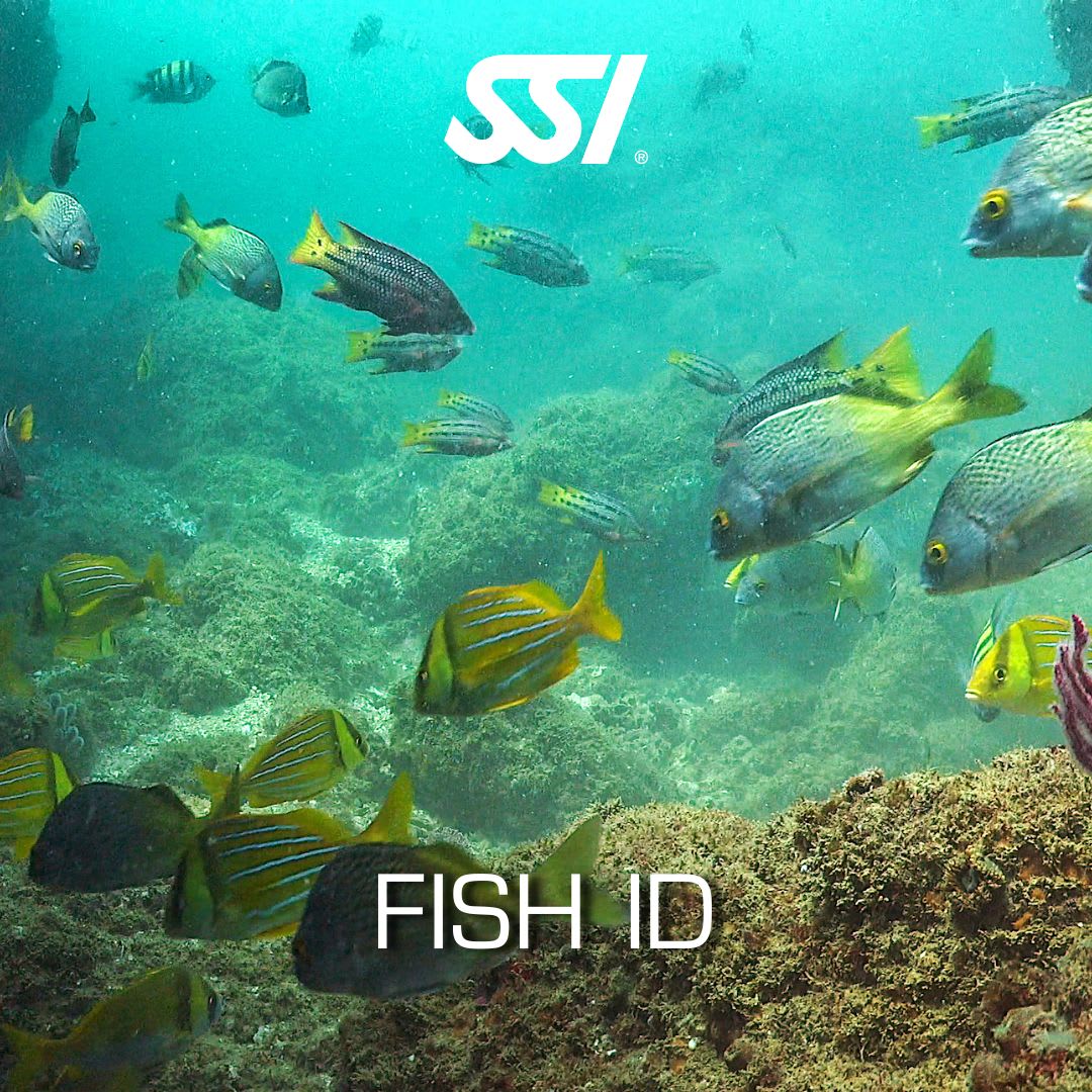 Fish Identification | sbdivers.com