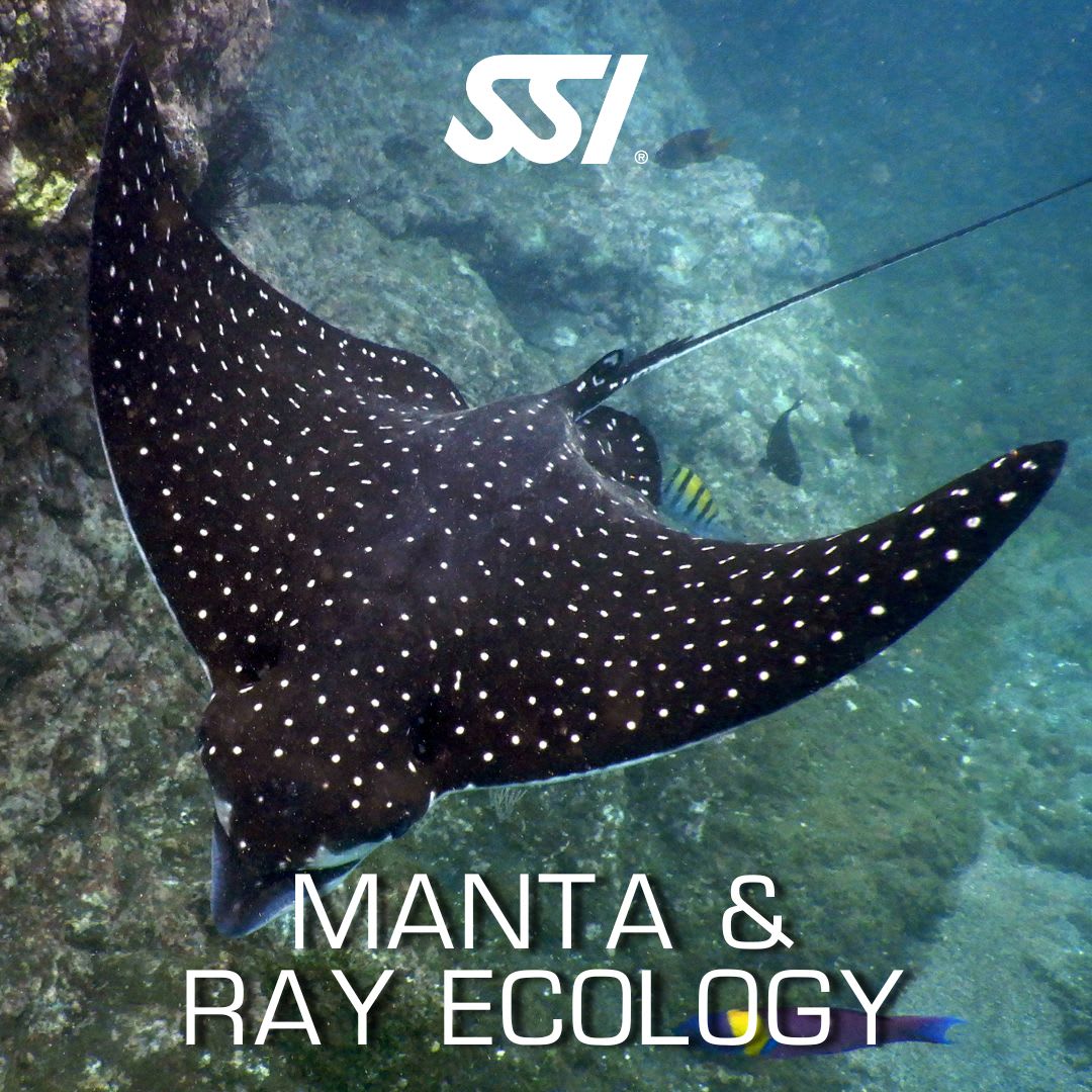 Manta & Ray Ecology | sbdivers.com