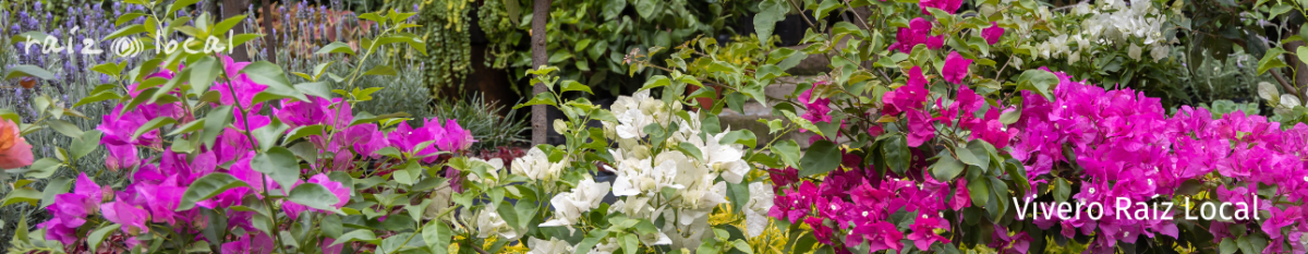 Vivero Raíz Local | CONSTRUPLANET