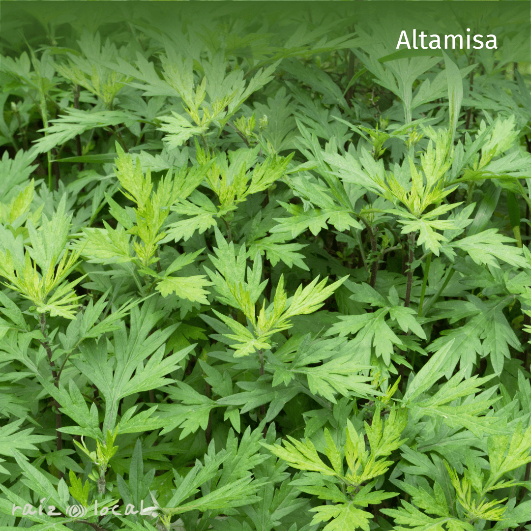 Semillas De Altamisa | CONSTRUPLANET