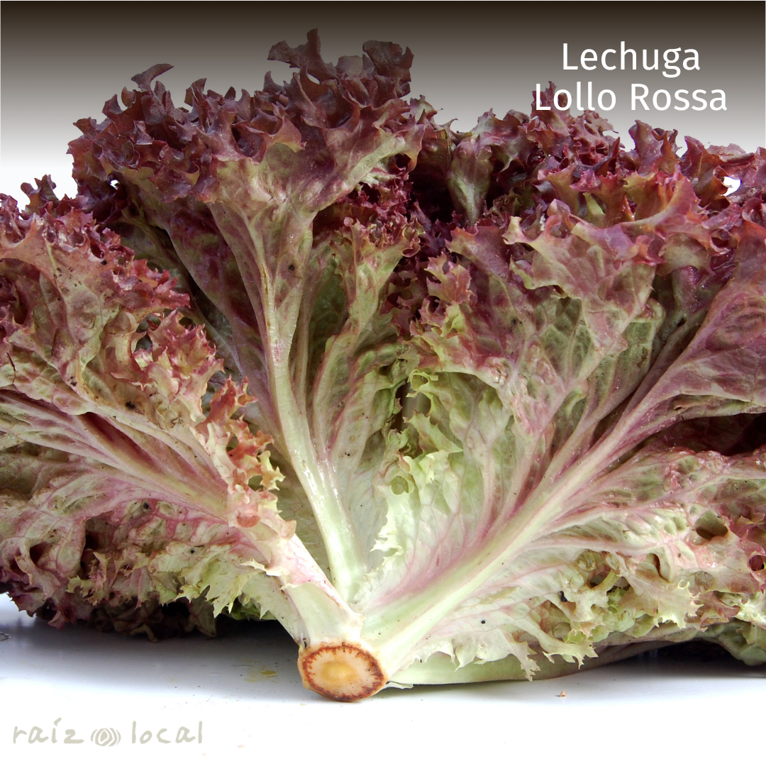 Semillas De Lechuga Lollo Rossa | CONSTRUPLANET