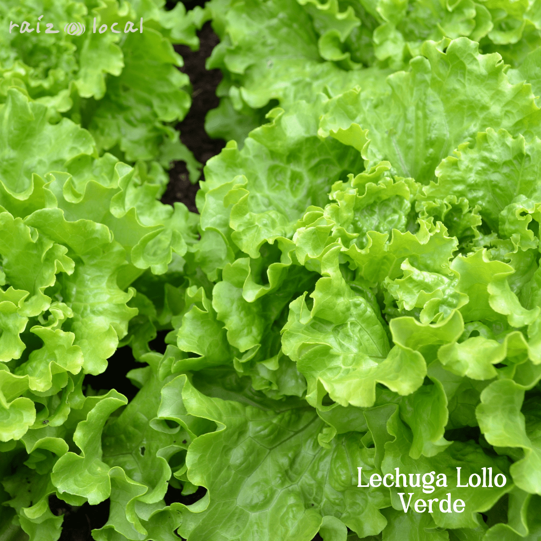 Semillas De Lechuga Lollo Verde | CONSTRUPLANET