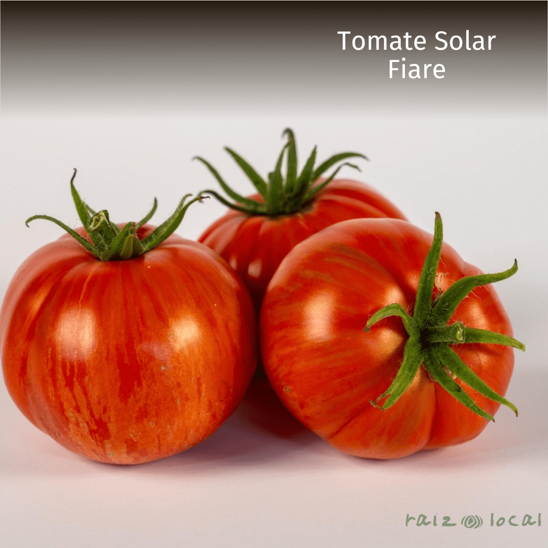 Semillas De Tomate Solar Fiare | CONSTRUPLANET