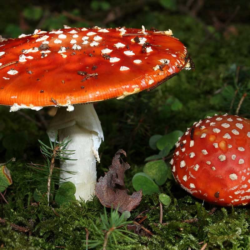 Hongos de Chile, Guía de campo | La Mariposa
