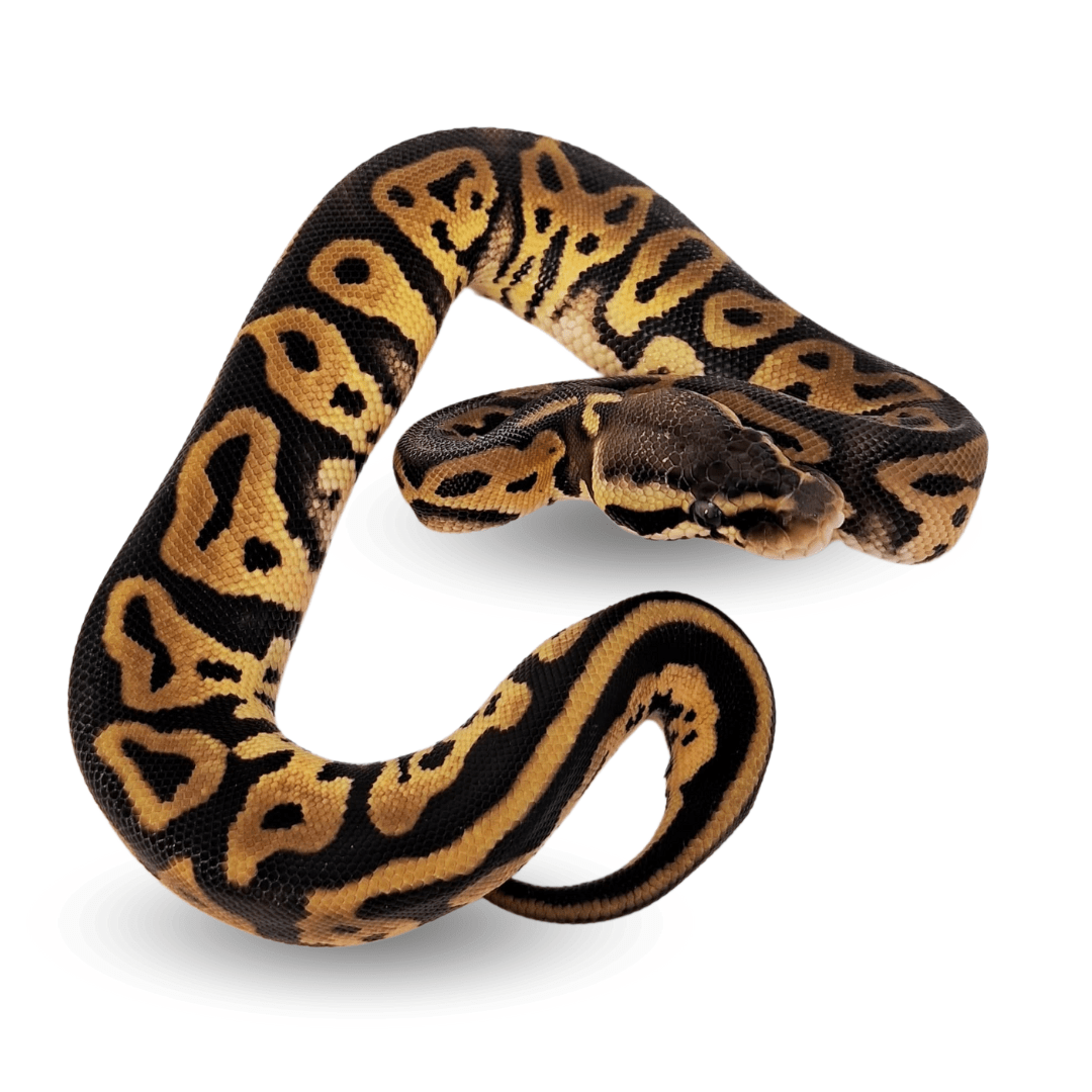 PITON BOLA PASTEL LEOPARD, Python regius | Tu Reptil