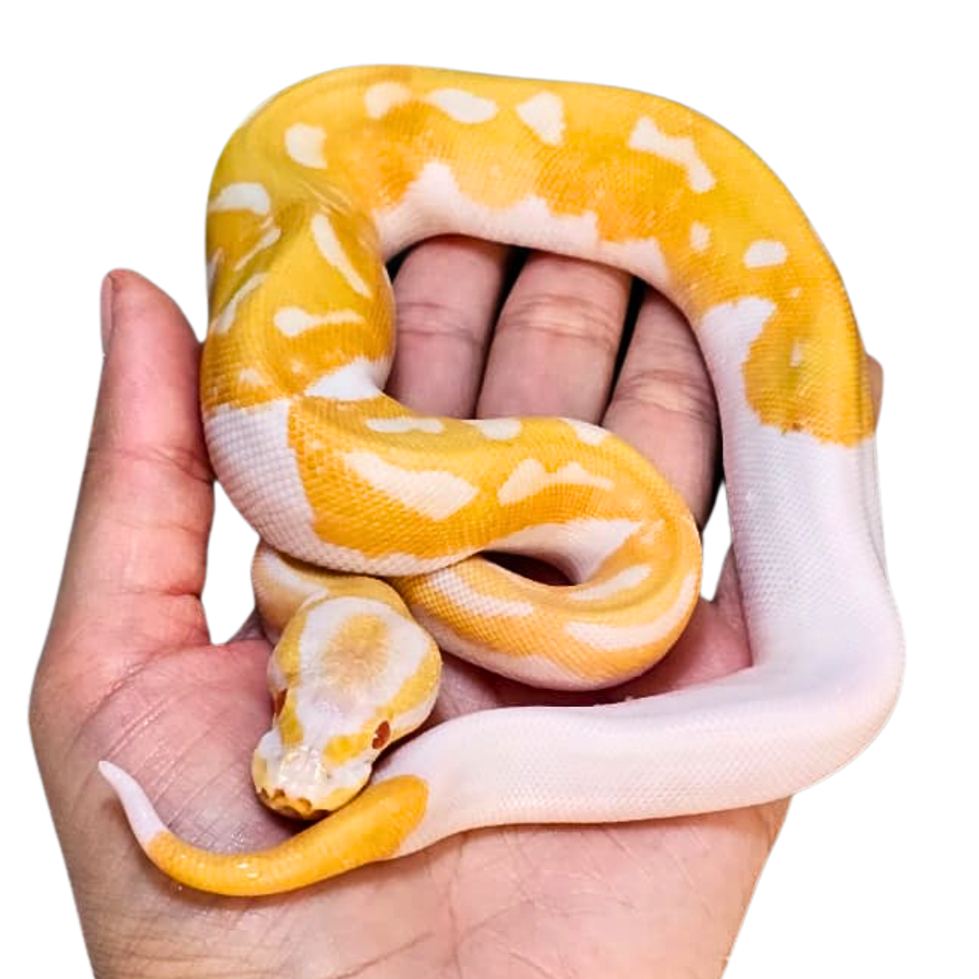 PITON BOLA PIEBALD ALBINA N°25, Python regius | Tu Reptil