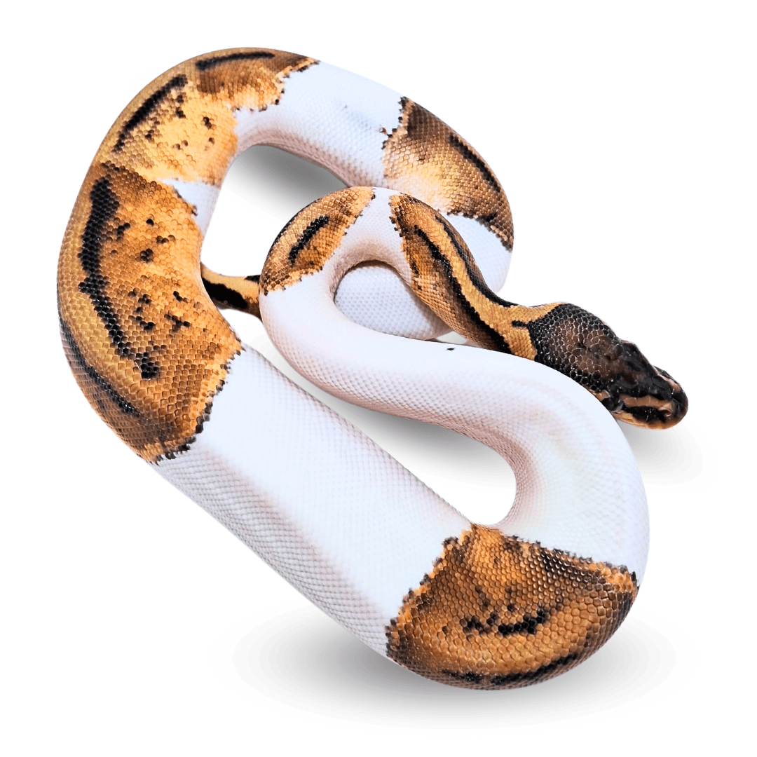 PITON BOLA PASTEL PIEDBALL, Python regius | Tu Reptil