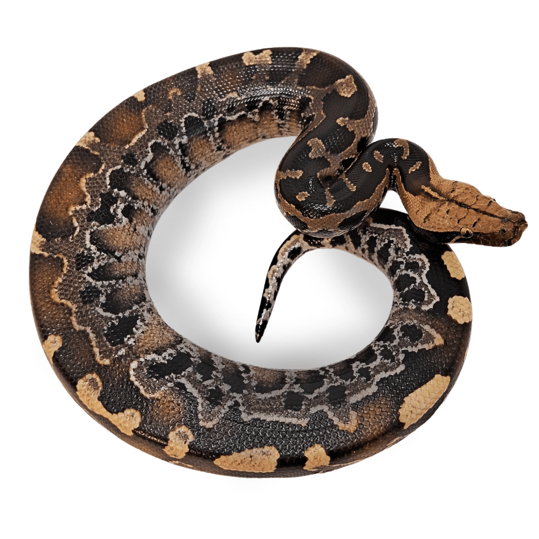 PITON SANGRE, Python curtus | Tu Reptil