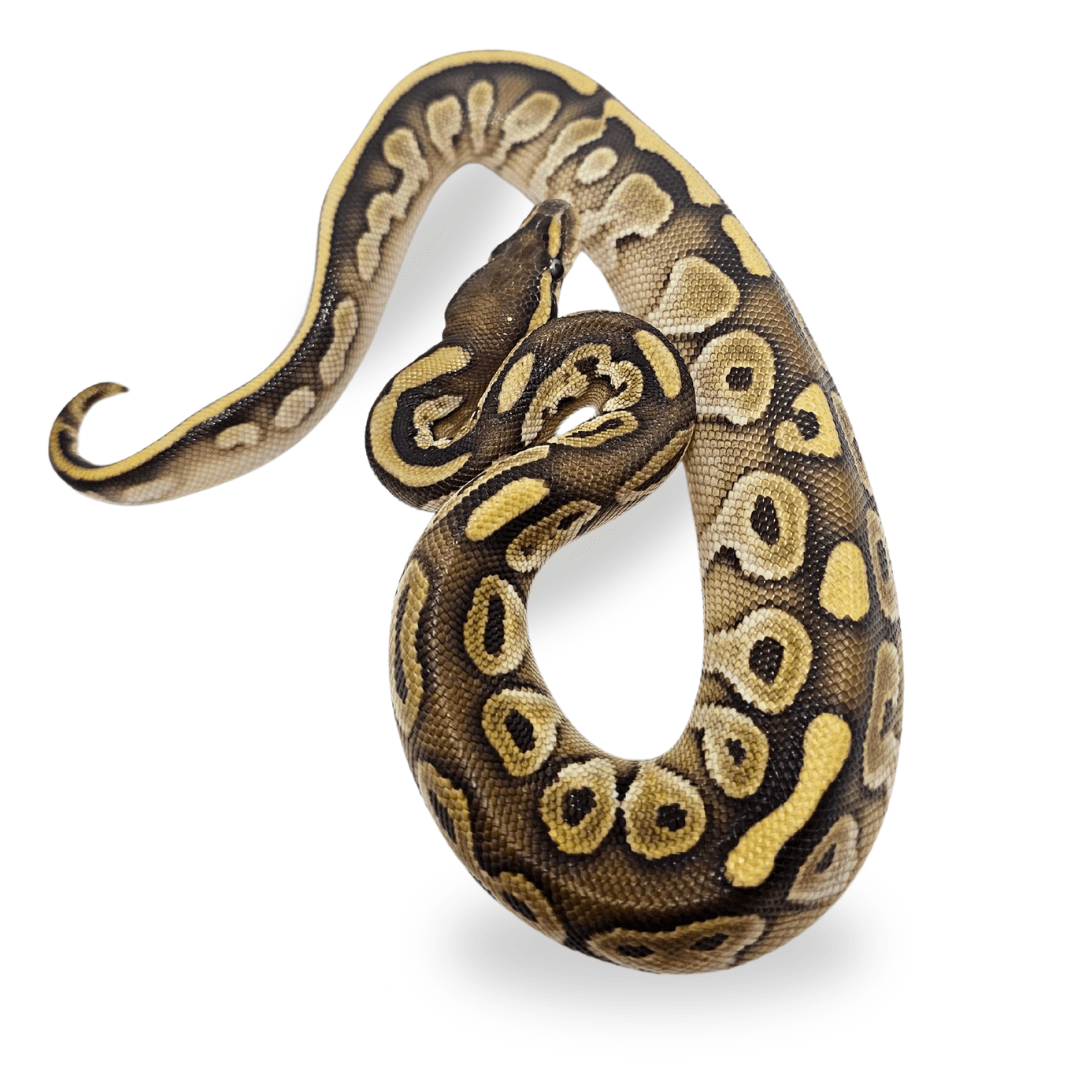 PITON BOLA BUTTER, Python regius | Tu Reptil