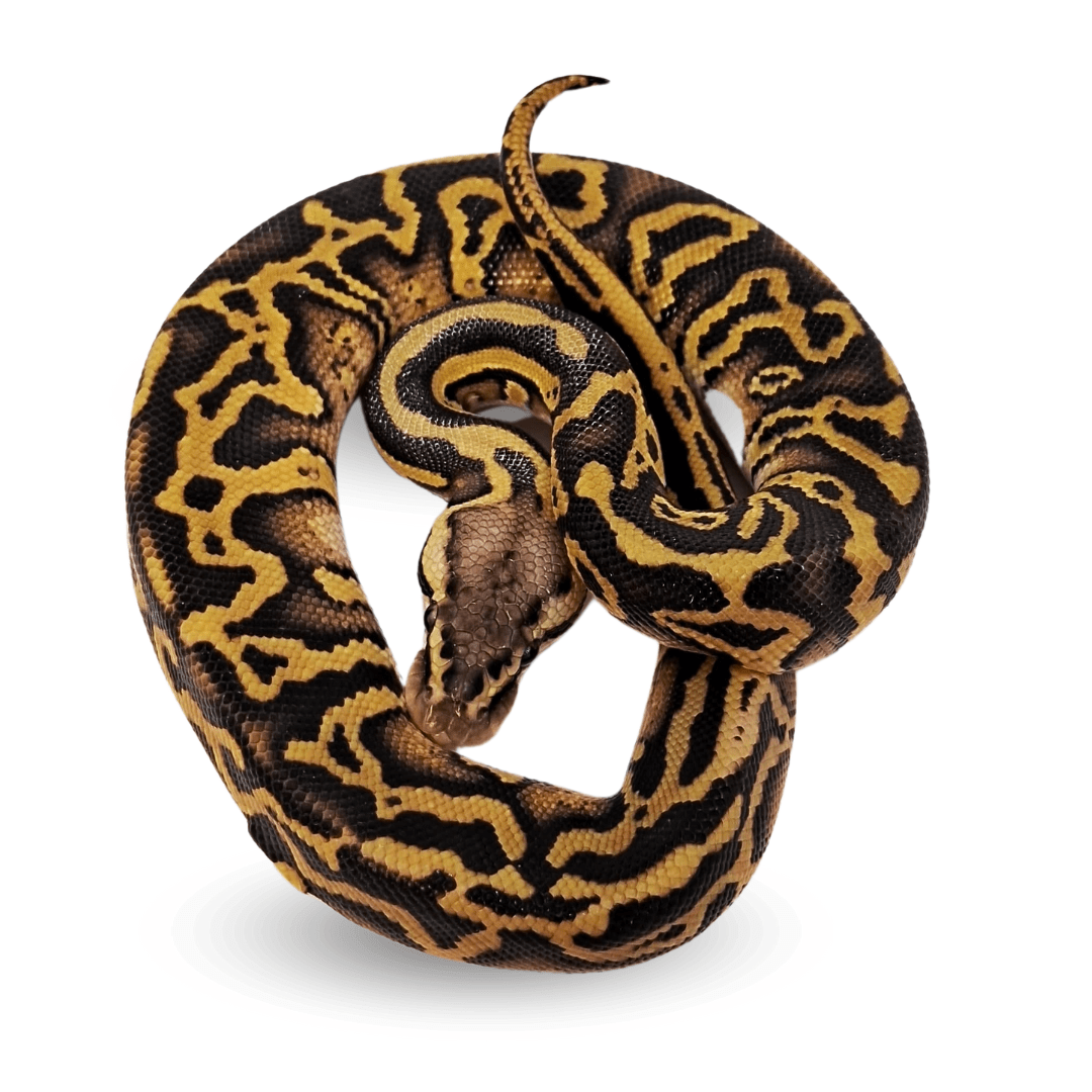 PITON BOLA PASTEL LEOPARD POSS ORANGE, Python regius | Tu Reptil