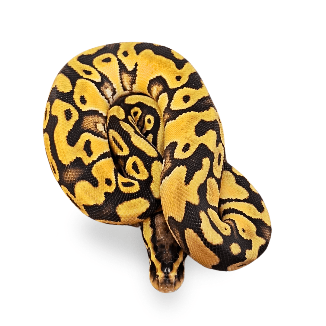 PITON BOLA PASTEL ENCHI HET CLOWN, Python regius | Tu Reptil