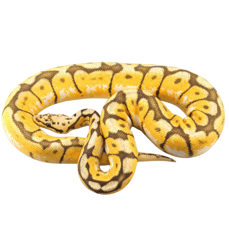 PITON BOLA BUMBLE BEE, Python regius | Tu Reptil