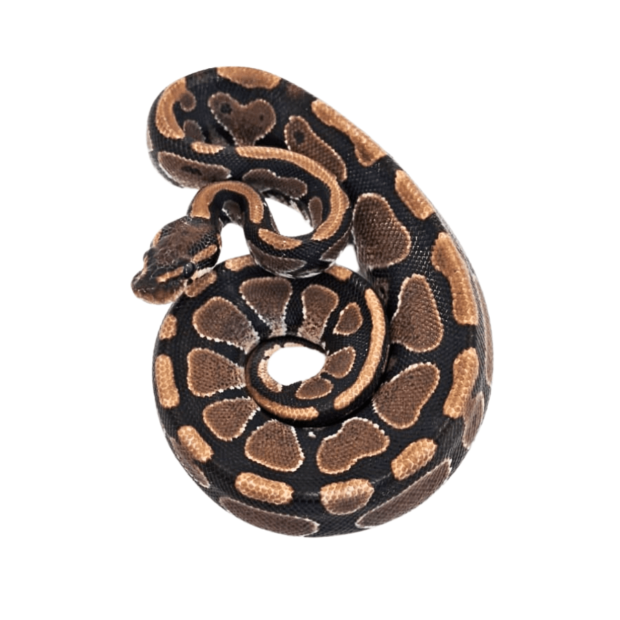 PITON BOLA NOMINAL , Python regius | Tu Reptil