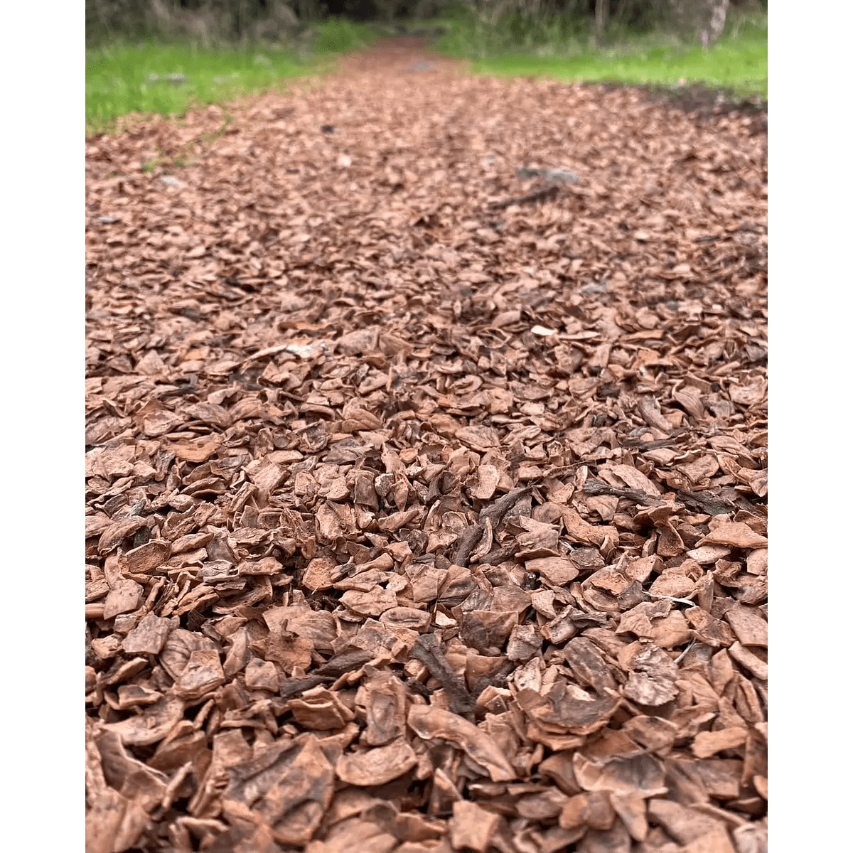 Cascara de Nuez | Garden Proshop