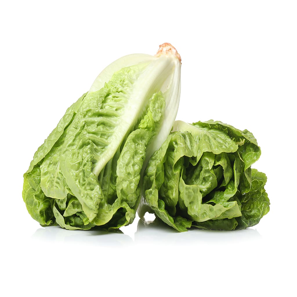 Lechuga Costina | greengreen