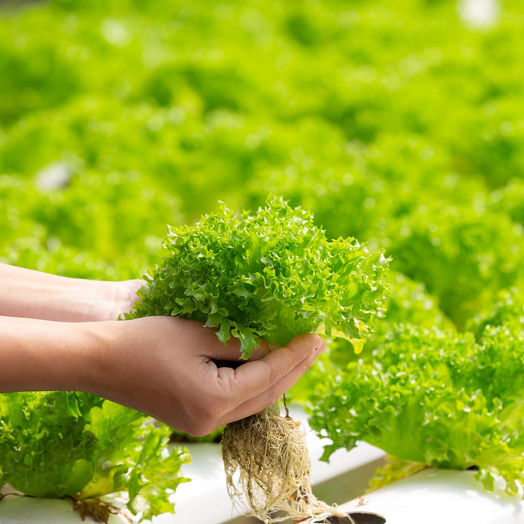 Lechuga Hidroponica Lollo Bionda | greengreen