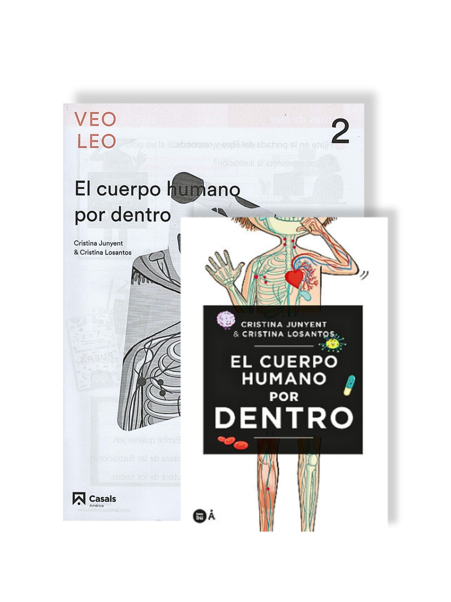 El Cuerpo Humano Por Dentro Hallan Una Nueva «entidad Biológica»
