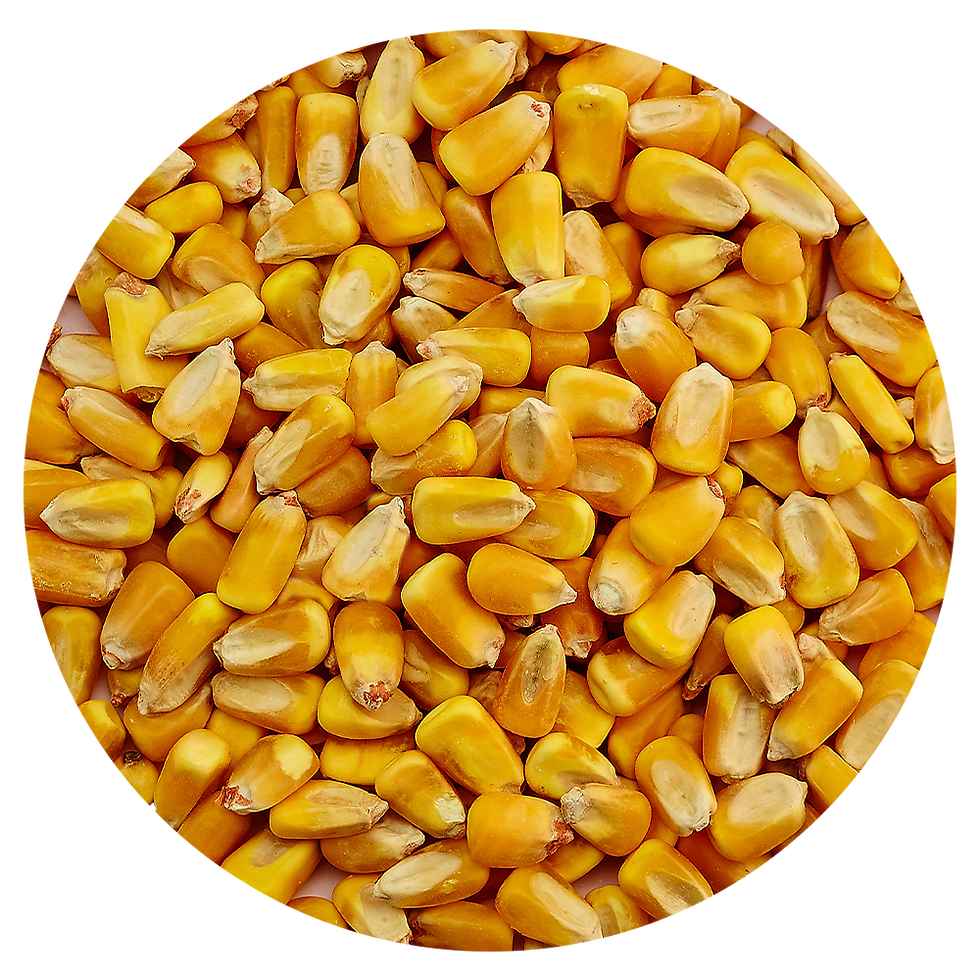 MAIZ 25 KG. ENTERO | AGROCOMERCIAL LA DAMASCA