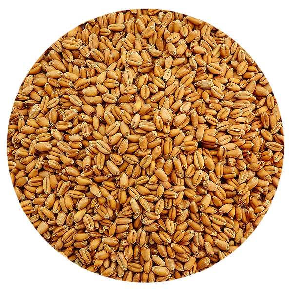 TRIGO 25 KG. | AGROCOMERCIAL LA DAMASCA