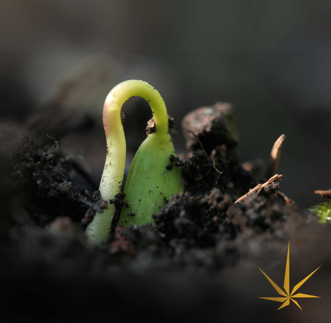 Como plantar tu semilla germinada | Maksimum Grow Shop