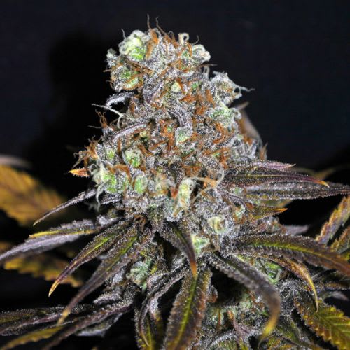 Critical mass cbd 420 genetics | Maksimum Grow Shop