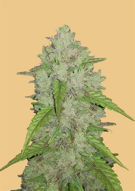 FAST BUDS | Maksimum Grow Shop