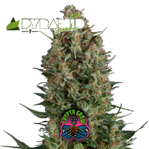 AUTO WEMBLEY X3+1 - PYRAMID SEEDS | Maksimum Grow Shop
