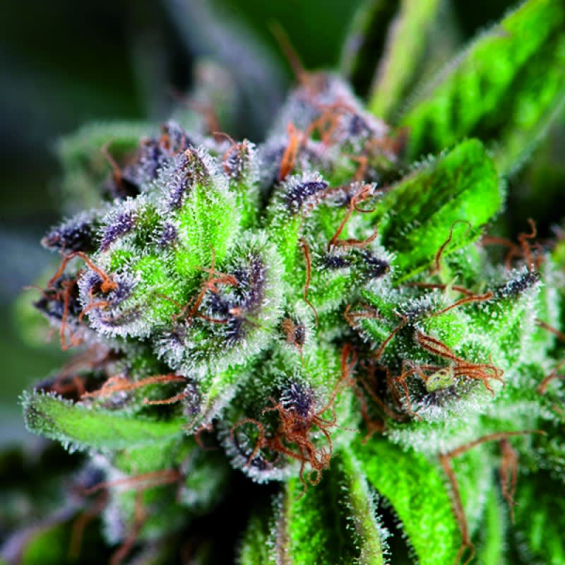 WATERMELON ZKITTLEZ FEM X1- PYRAMID SEEDS | Maksimum Grow Shop