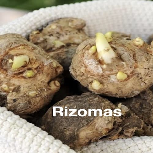 Rizomas Variedades | Semillas La Chacra