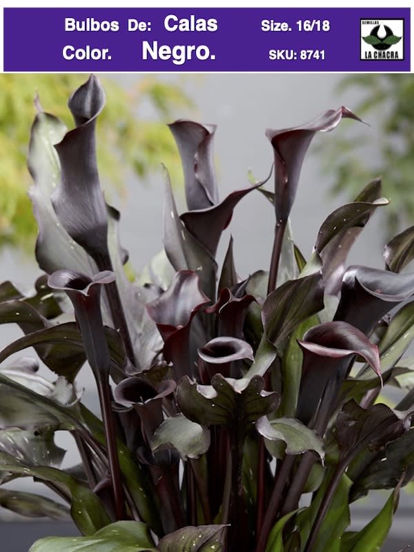 Calas Color: Negro. Size: 16/18 | Semillas La Chacra