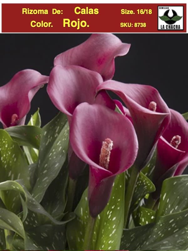 Calas Color: Rojo .Size: 16/18 | Semillas La Chacra