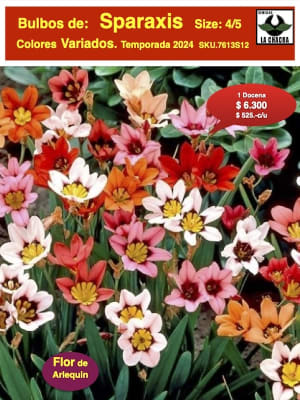 Sparaxis | Semillas La Chacra
