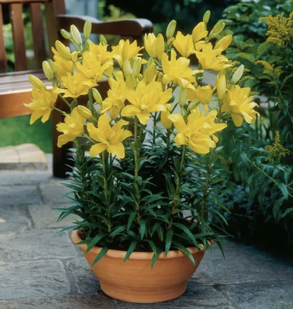 Bulbos Lilium Para/Macetas Color: Amarillo Doble | Semillas La Chacra