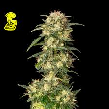Seedsman Automática | Bonguito Growshop