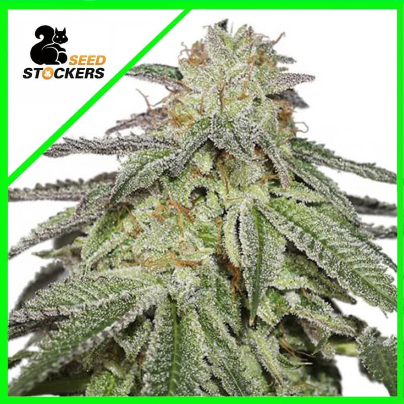 Seed Stockers Automática | Bonguito Growshop