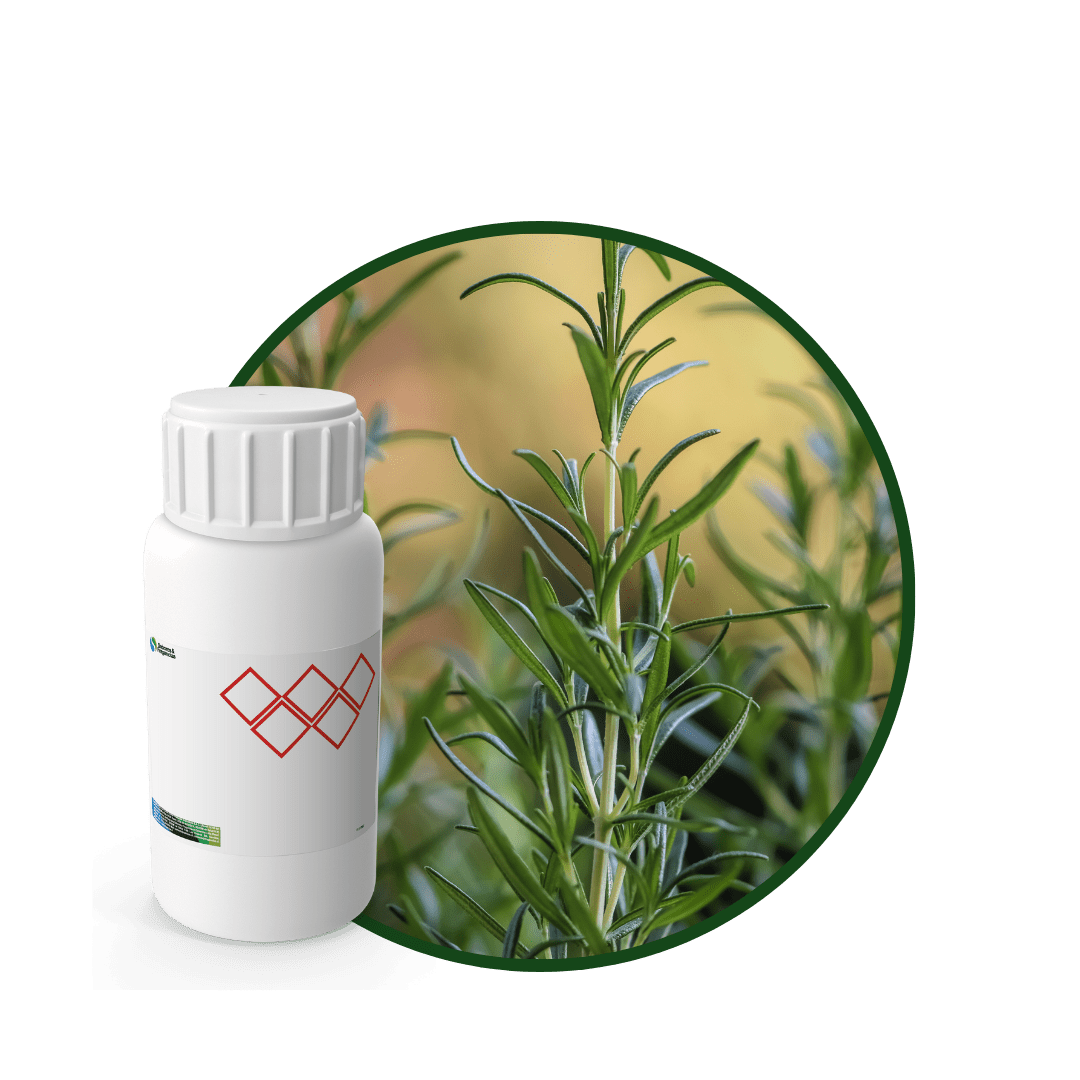 C8355244 -FRAGANCIA EXTRA AIR | The SyF Store